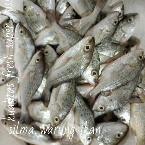 Jual ikan gerit ikan segar harian - Jakarta Utara - warung ikan silma ...