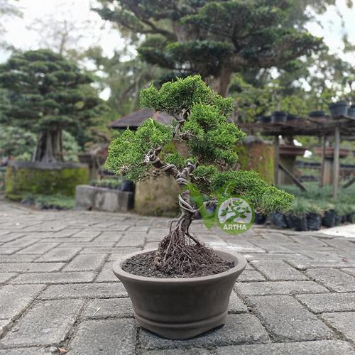 Jual Bonsai Cemara Sargentii Siap Pajang Berbagai Bentuk - Kota Batu - Artha Bonsai Vio | Tokopedia
