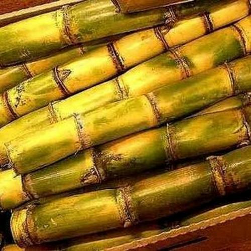 Jual batang tebu kuning manis dan segar 1kg panjang 50cm enak di ...