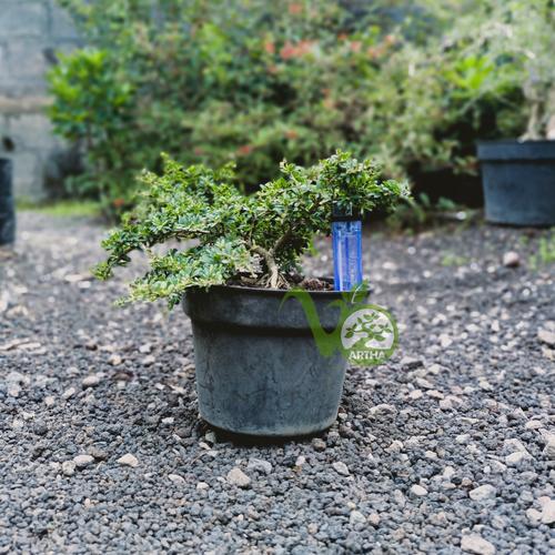 Jual Bahan Bonsai Saengsimbur Berbagai Bentuk - Kota Batu - Artha Bonsai Vio_NEW | Tokopedia