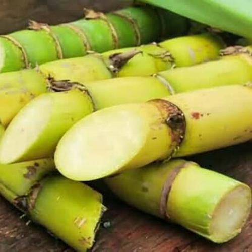 Jual Tebu kuning segar 1kg murah panjang 30cm - Kab. Pangandaran - IWD ...