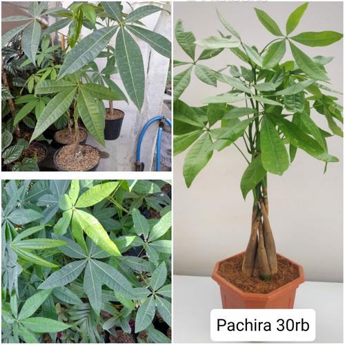 Jual Tanaman Indor Pachira / Pohon uang - Kota Batu - Rocketfield ...