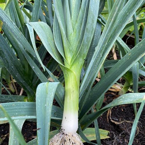 Jual Organik Daun Bawang Pre / Prei - 50gr (sample) - Kota Surabaya ...