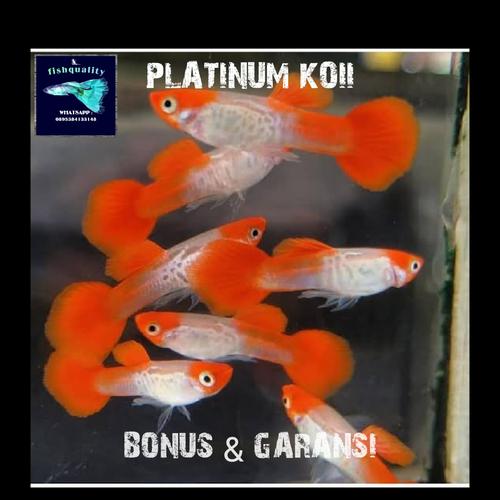 Jual ikan guppy hiasan aquarium platinum koi - jantan - Kota Depok - Fishquality_id | Tokopedia