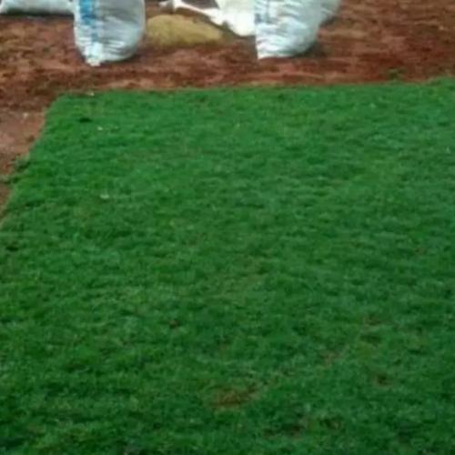 Jual RUMPUT HIDUP RUMPUT GOLF HALUS LUAS 30 CMX30 CM PERSEGI - Kab ...