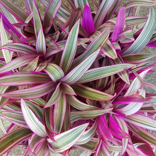 Jual tanaman hias rhoeo discolor/adam hawa/oreo - Kota Batu - Bibit ...