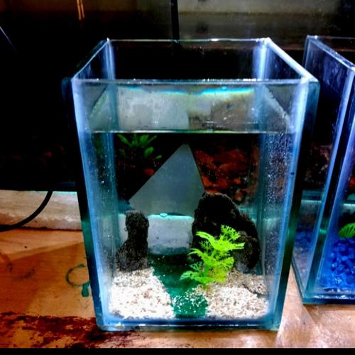 Jual aquarium cupang kaca/soliter hias+ Lampu usb flexibel - Jakarta ...