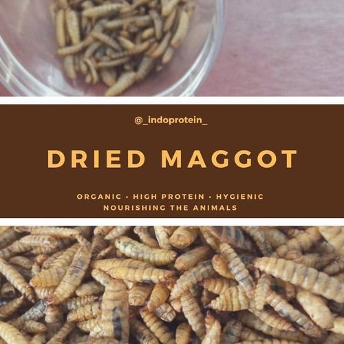 Jual Pakan Maggot Magot BSF 1Kg Untuk Badan Bulky dan Warna lebih cerah ...