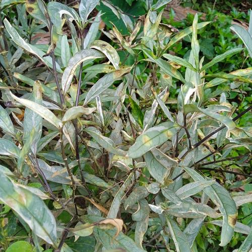 Jual tanaman hias kiji beling mungil cantik - Jakarta Barat - Maulana ...