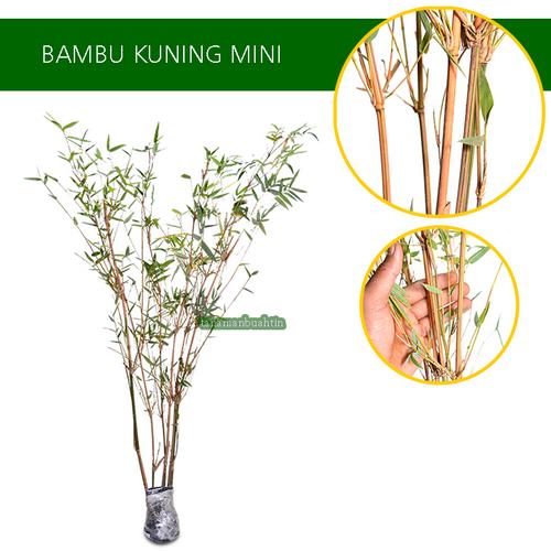 Jual Tanaman Bambu Kuning Mini - Kota Batu - Tanamanbuahtin | Tokopedia