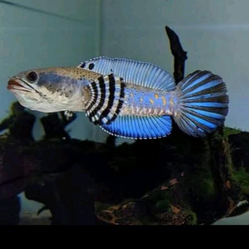 Jual channa blue pulchra size 15 cm GRADE A FULL DOT WARNA CANTIK ...