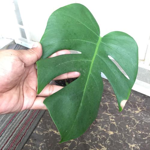 Jual Monstera king - Kota Depok - Surga Hijau | Tokopedia