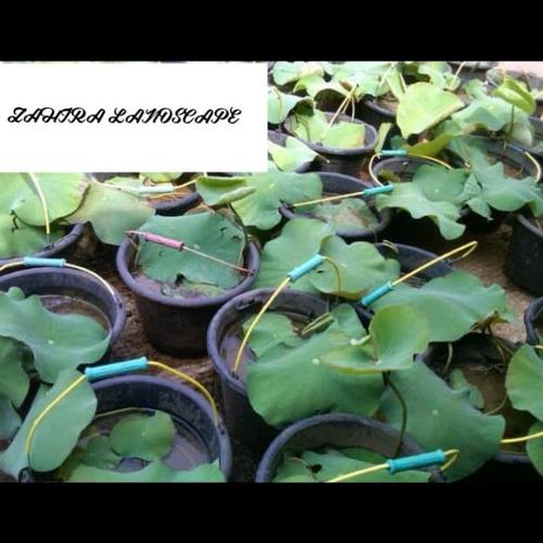 Jual TANAMAN HIAS AIR AQUASCAPE - BIBIT BUNGA TERATAI WHITE LOTUS MEKAR ...