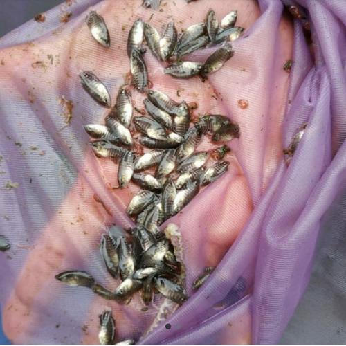 Jual bibit ikan gurame kuaci soang - Kota Depok - arya fish | Tokopedia