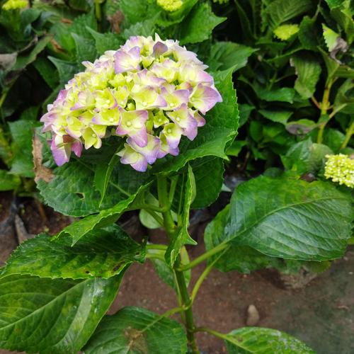 Jual tanaman bunga panca warna hortensia - Kota Semarang - AGRO BIBIT ...