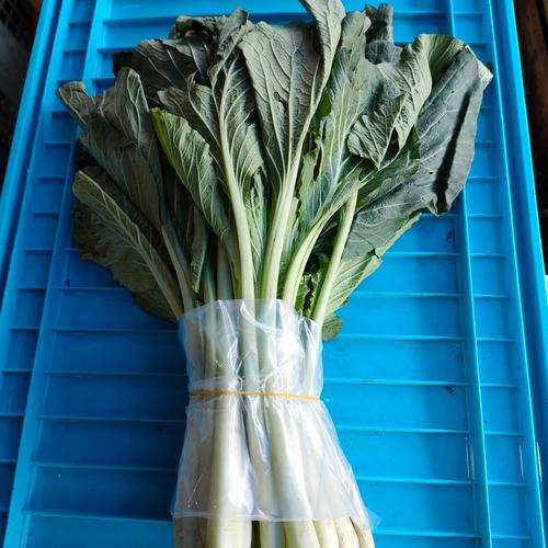 Jual Sawi Hijau - Sawi Ijo - Sawi 1kg - Sawi Ijo Segar - 1/4 kg - Kota ...