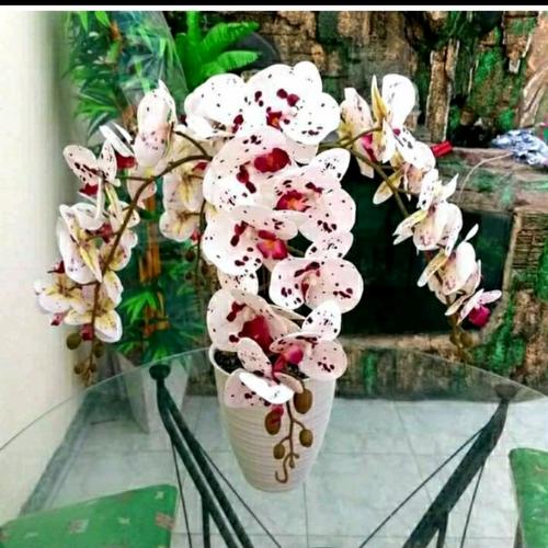Jual tanaman hias anggrek bulan impor bunga putih bercak merah-angbul ...