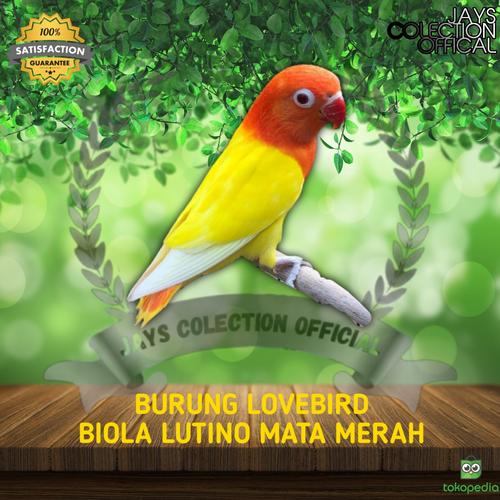 Jual BURUNG LOVEBIRD BIOLA LUTINO MATA MERAH - Jakarta Selatan - Jays ...