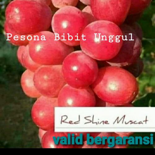 Jual BIBIT ANGGUR IMPORT RED SHINE MUSCAT GRAFTING VALID TERBARU - Kab ...