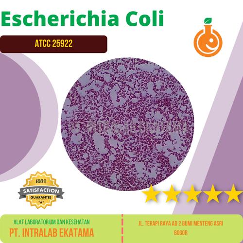 Jual Bakteri Eschericia coli, strain: ATCC 25922,10536, 8739 - ATCC ...