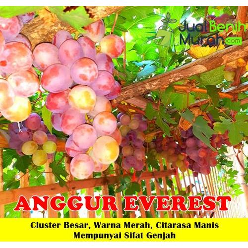 Promo Bibit Anggur Import Everest Garansi Valid 100% - Kab. Banyuwangi ...