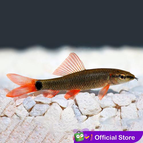 Jual Redfin Red Fin Shark Red Tail / Ikan Hias Aquascape Air Tawar ...