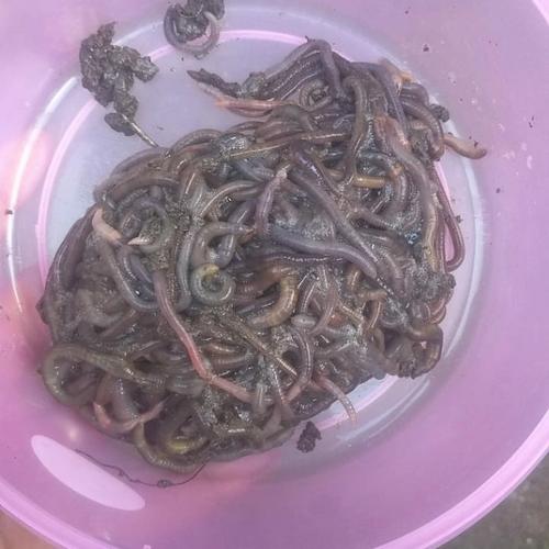 Jual cacing lur/cacing sawah umpan mancing galatama lele dan bawal ...