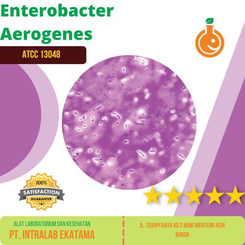 Jual Enterobacter aerogenes, strain: ATCC 13048 - Kota Bogor - Intralab ...