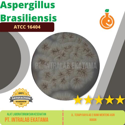 Jual Bakteri Aspergillus brasiliensis, strain : ATCC 16404 (1 vial ...