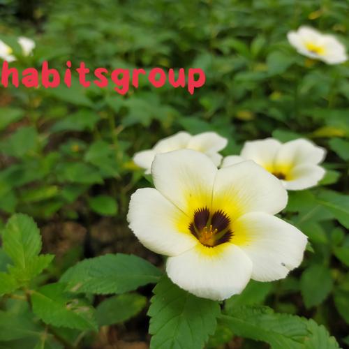 Jual Tanaman hias turnera subulata - bunga jam 8 - tanaman outdoor ...