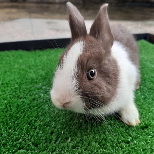 Promo Kelinci Hias Dutch Brown & White - Jakarta Timur - Raffhome ...