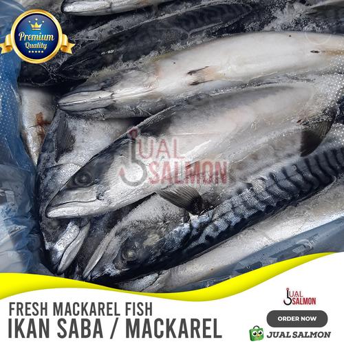 Jual Ikan Saba Mackarel 1Kg/Ikan Makarel/Ikan Saba TERMURAH - 500 gram ...