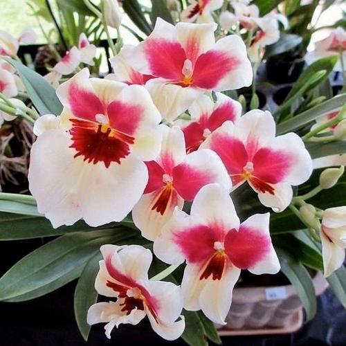 Jual anggrek dendrobium merah putih - Kab. Bogor - yanflora | Tokopedia