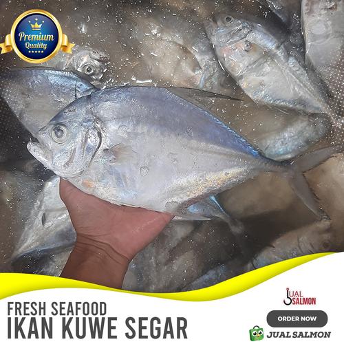 Jual Ikan Kuwe Segar isi 2-4 Ekor (1Kg)/Ikan Kue Fresh/Seafood ...