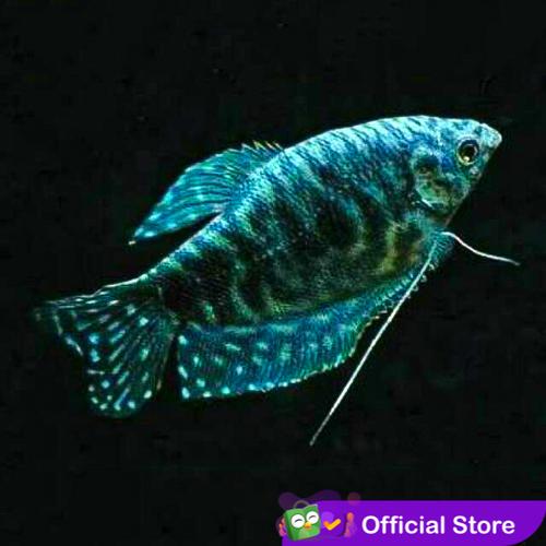 Jual Sepat Biru / Rosbi / Ikan Hias Air Tawar / Ikan Hias Aquascape ...