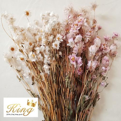Jual Preserved Daisy Rodanthe Dried Flower Bunga Kering Tanaman Asli ...