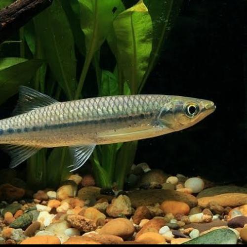 Jual Ikan Hias Ikan Apollo Shark - Jakarta Barat - Mars Aquatics ...