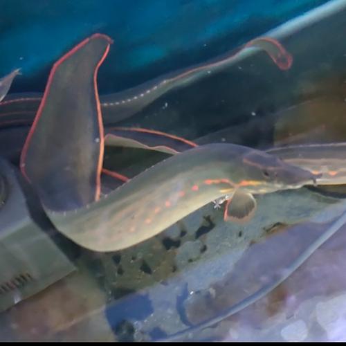 Jual Ikan Hias Ikan Predator Ikan Sili Api - Jakarta Barat - Mars ...