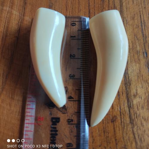 Jual GIGI IKAN SAJI BETINA SANGAT LANGKA - Kab. Tangerang - RisenStuff ...