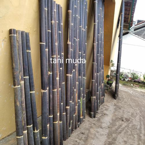Jual bambu hitam/bambu bulat utuh 150 cm - Jakarta Selatan - tani muda ...