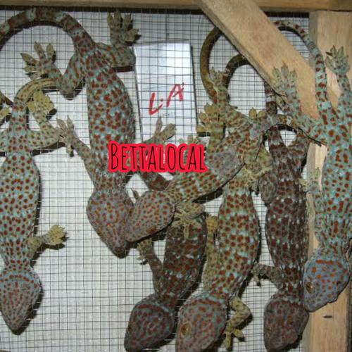 Jual tokek gecko/tokek rumah hidup 8-13 cm - Kota Tangerang Selatan ...