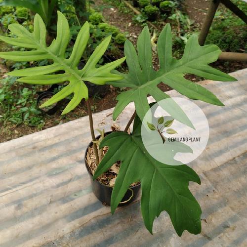 Jual Bibit Pohon mayoi - Philodendron - Philo Mayoi - Tanaman Hias ...