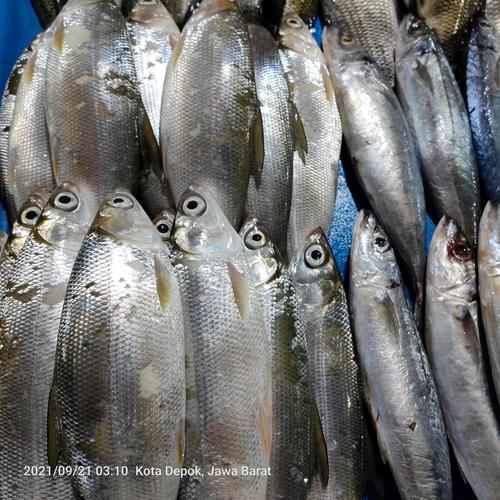 Jual Ikan Bandeng Segar | Bandeng Fresh | Ikan Bandeng - 1/2 kg - Kota ...