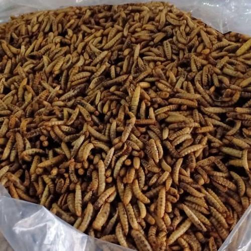 Jual MAGGOT KERING BSF (PAKAN TERNAK PELIHARAAN) 1 KG - Kota Depok ...