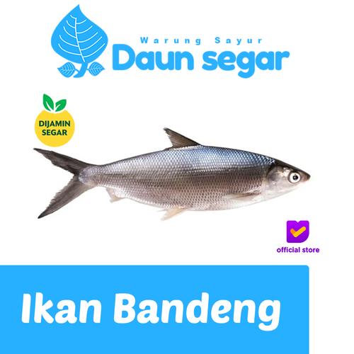 Jual Ikan Bandeng Segar Fresh jumbo 500gram - 1kg 1 kg - Kota Tangerang ...