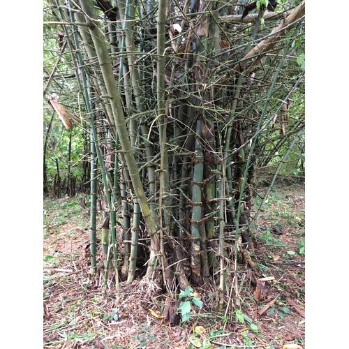 Jual Bibit Bambu Duri / Ori (Bambusa blumeana) Hasil Kultur Jaringan ...