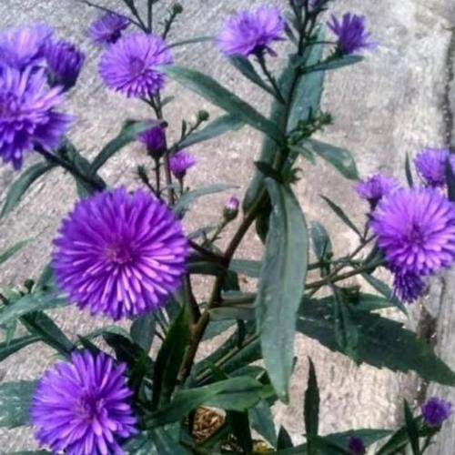 Jual Tanaman Hias Bunga Pikok Ungu - Kab. Bandung Barat - Sonotoko Tani ...