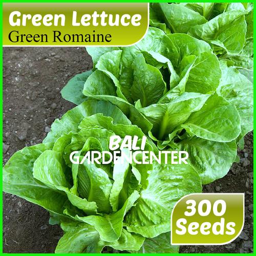 Jual Benih Biji Selada Hijau Romaine - Green Romaine - Kab. Badung - Bali Gardencenter | Tokopedia
