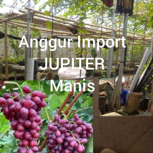Jual Bibit Cutting Anggur Import Jupiter Batang Stek Anggur Import ...