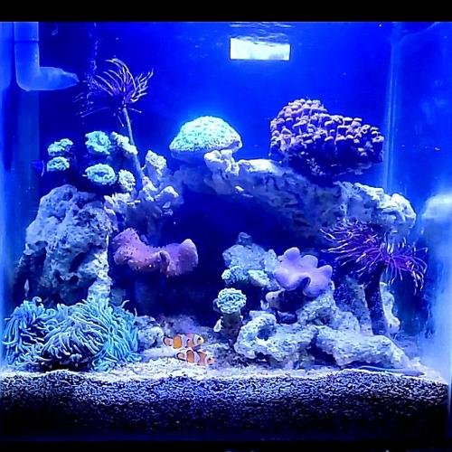 Jual Paket Aquarium Air Laut / Nano Reef Tank / Akuarium Lengkap ...